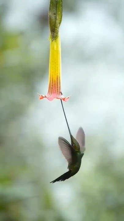 පැනි කුරුල්ලා Shorts Youtube