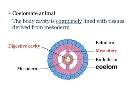 Identify The Cavity That Develops Entirely From The Mesoderm A Ectoderm B Endoder C