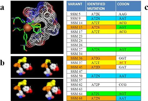 A Structure Of Active Site Of Catechol 1 2 Dioxygenase Highlighting Download Scientific