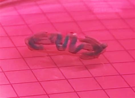 Biohybrid Soft Robot With Self Stimulating Skeleton Outswims Other Biobots Lifeboat News The Blog