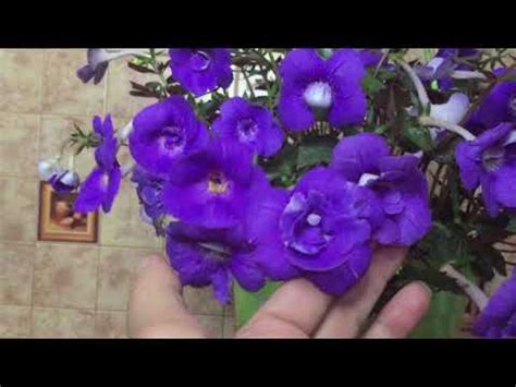 Ахименес. lllya Melnyk - YouTube
