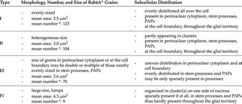 Classification Of Astrocyte Types I Iv Subcellular Distribution