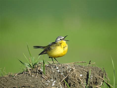 Praveen Gupta Illuminem