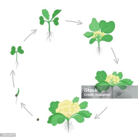 컬 플라워 양배추의 둥근 작물 단계 순환 성장 콜로 콜 플라워 식물 수확 성장 야채 브라시카 현 벡터 평면 그림입니다 0명에