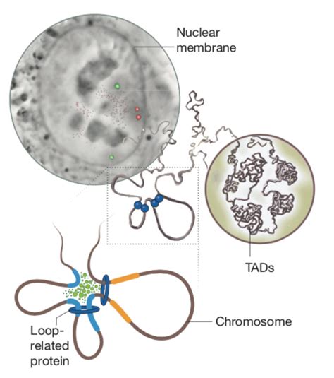 3d genome build with axial… by axial axial medium