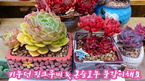 키우던 핑크루비 목대가 쑤~욱 올라왔어요~ And 자구키워내는 온슬로우 묵둥이도 분갈이합니다~ Youtube