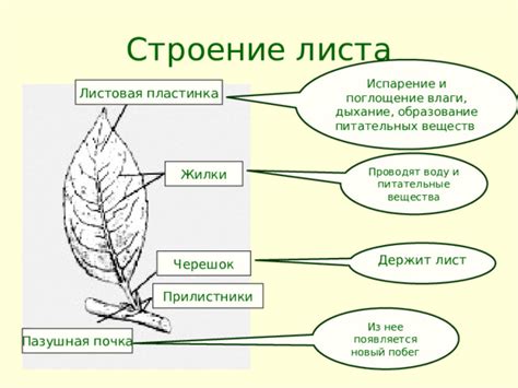 Презентация по естествознанию" Как листья приспособлены к условиям жизни"