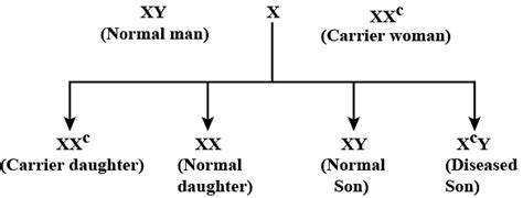 Principles Of Inheritance And Variation Test 2