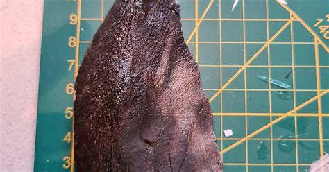 Fossils Album On Imgur