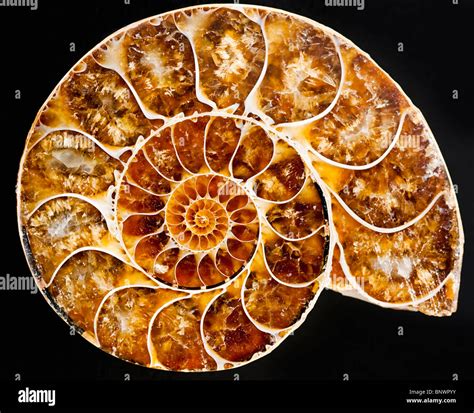 A Nautilus Shell Stock Photo Alamy