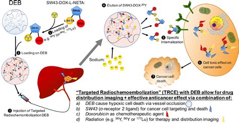 Figure 1 From Targeted Yttrium 89 Doxorubicin Drug Eluting Bead A Safety And Feasibility Pilot