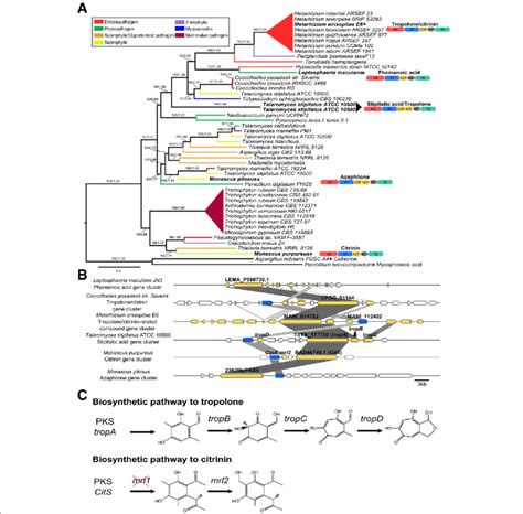 Tropolonecitrinin Related Compound Bgc Mapks1 A Phylogenetic