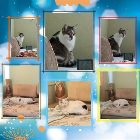 Pin auf 1 А Коти