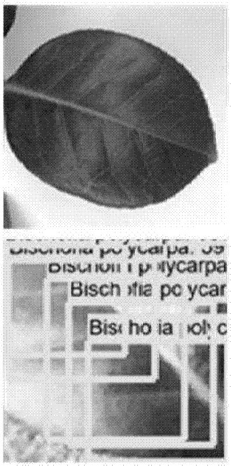 一种基于深度学习的植物叶片识别方法与流程