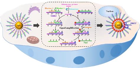 Entropy Driven Self Assembly Of Single Quantum Dot Sensor For Catalytic Imaging Of Telomerase In