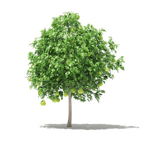 Pomelo Tree With Fruits 26m 3d Model Download Trees On