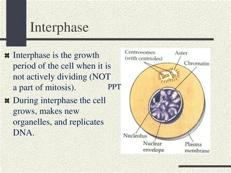 Growth Of Cells The Growth Of A Cell Depends On Two Things Ppt Download