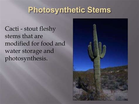 Stem Functions And Its Modifications Pptx Gardening Home And Garden