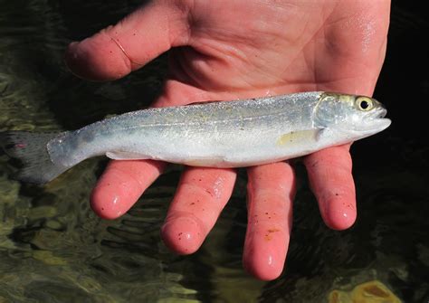 The Status Of Steelhead