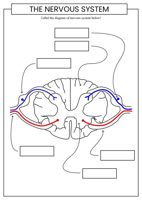 13 Light Microscope Diagram Worksheet Biology Lessons Anatomy Coloring Book Biology Facts