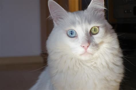 Premium Photo Portrait Of A Cute White Turkish Angora Cat