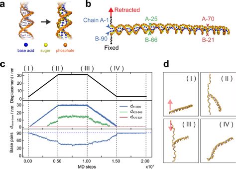 Course Grained Molecular Dynamics Md Simulations A Schematic Download Scientific Diagram