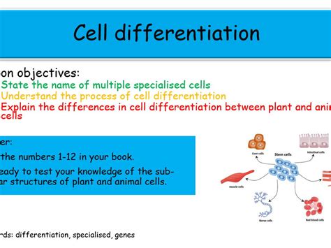 AQA Cell Biology Cell Differentiation Full Lesson Teaching Resources
