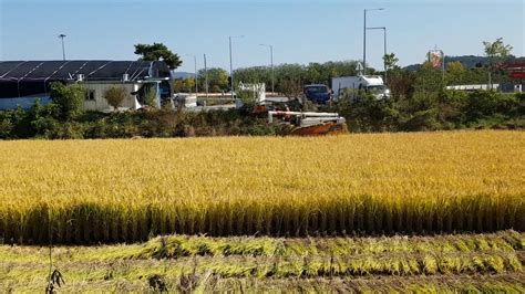 농촌은 지금 가을 추수중 Youtube