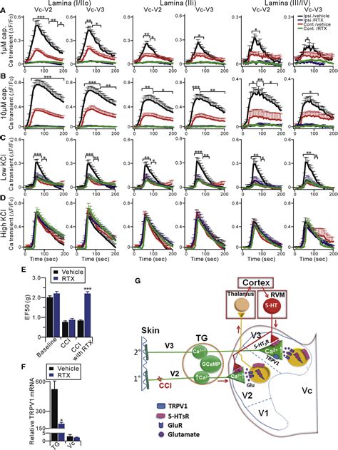 Central Terminal Sensitization Of Trpv1 By Descending Serotonergic Facilitation Modulates