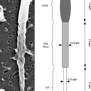 Left Representative Scanning Electron Micrographs SEM Of Sperm From Download Scientific