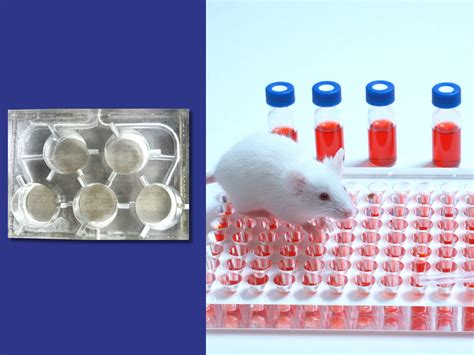 Animal Testing Drugs Medicines 3d Printing Chip 1 Green Queen