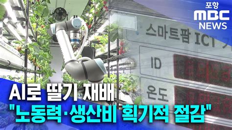 Ai로 딸기 재배노동력·생산비 획기적 절감 20250306뉴스투데이포항mbc Youtube