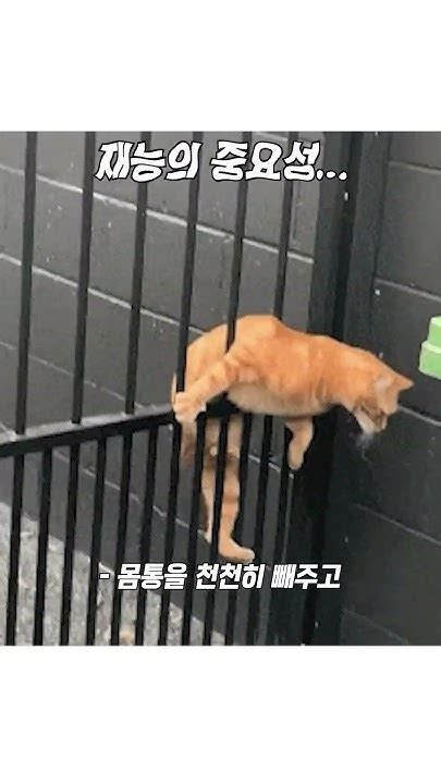 노력하는 자는 천재를 이길 수 없다😒 Youtube