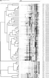 Eric Pcr Analysis Of 72 Strains From The E Coli Reference Collection