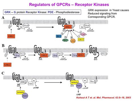 Functional Analysis Of Heterologous Gpcr Signaling Pathways In Yeast