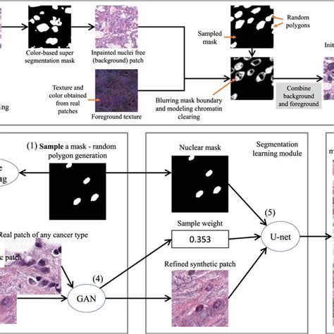 overview of our nucleus segmentation model training we use a texture