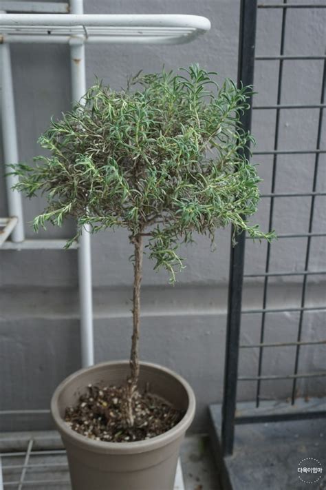 로즈마리 키우는법 물꽂이로 뿌리가 안나왔던 이유 키우기 삽목 물주기 분갈이 네이버 블로그