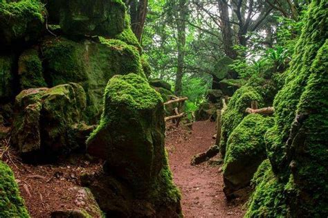 Mystical Forest Just An Hour From Cardiff Inspired Lord Of The Rings
