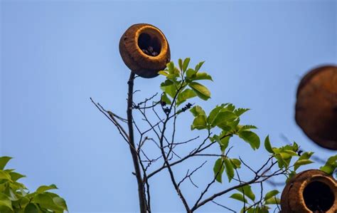 Premium Photo Xotic Brazilian Sapucaia Tree And Fruits Lecythis Pisonis Colored With Hollow