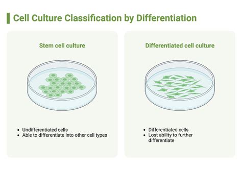 Cell Culture Classification By Differentiation Biorender Science