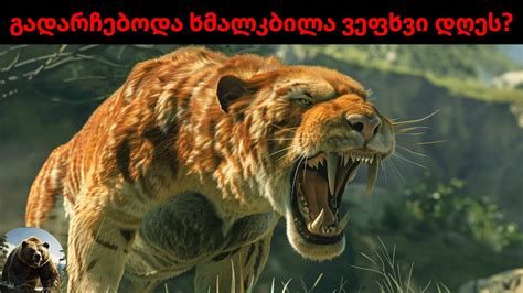 გადარჩებოდა ხმალკბილა ვეფხვი დღევანდელ სამყაროში Youtube