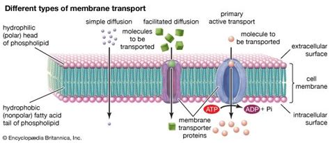 Types Of Cell Transport