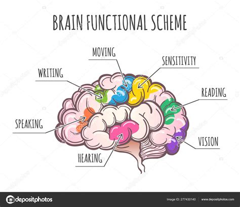 Brain Functional Areas Chart Understanding Context A Visual Reference Of Charts Chart Master