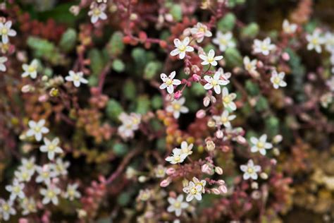 Sedum Brevifolium Short Leaved Stonecrop Alpine Rockery Rhs