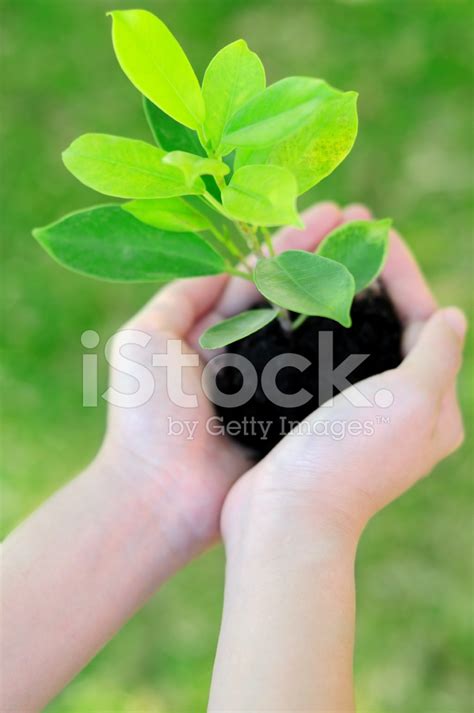 손 잡고 고 녹색 Bokeh 배경으로 새로운 나무 심기 스톡 사진 Freeimages