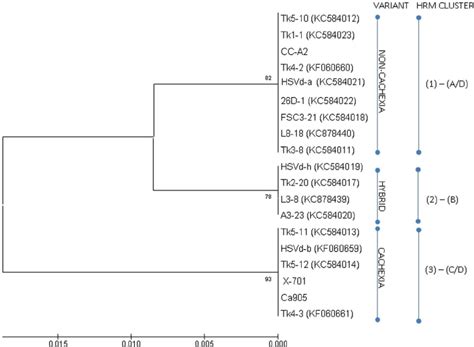 Upgma Dendrogram Constructed Using The Nucleotide Sequences