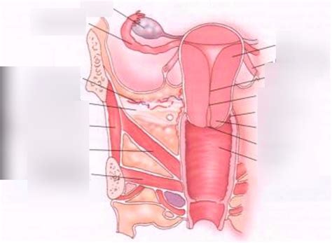 Female Reproductive System Part 1 Diagram Quizlet