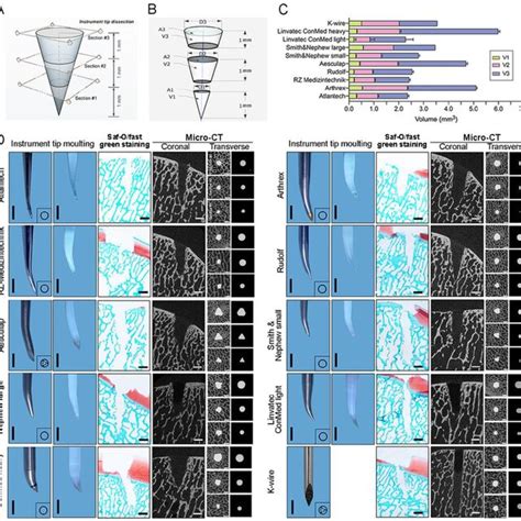 geometric dissection measurements and plastic casting of tips of 10