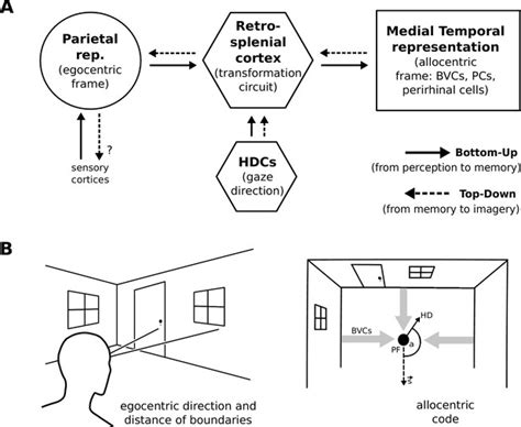 A Neural Level Model Of Spatial Memory And Imagery Elife
