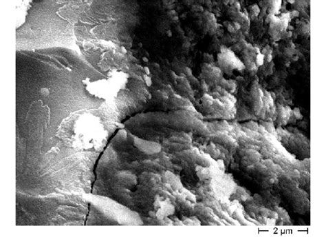 Fe Sem Micrograph Of Ccns Embedded In The Cementitious Matrix Â10 000